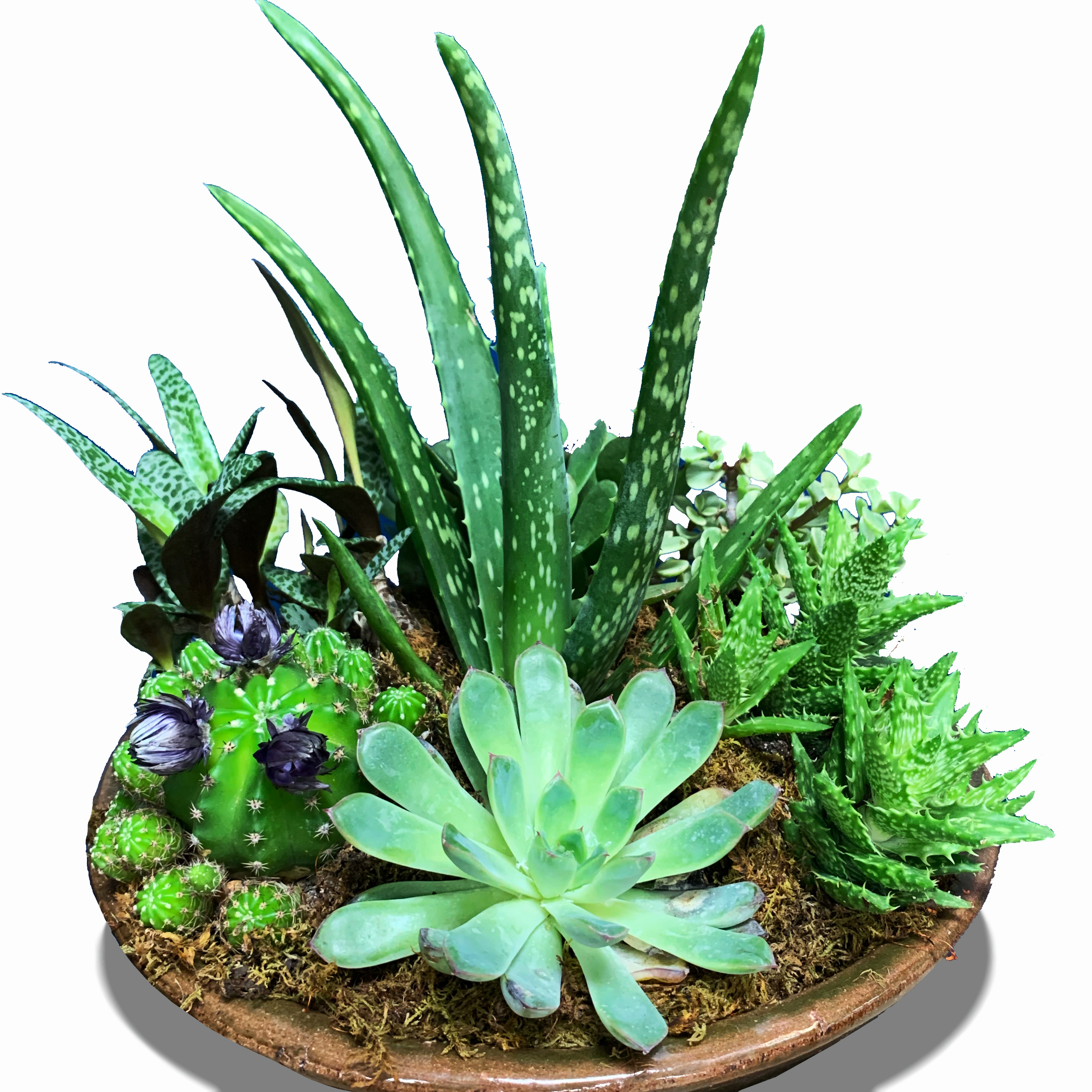 Succulent Collection