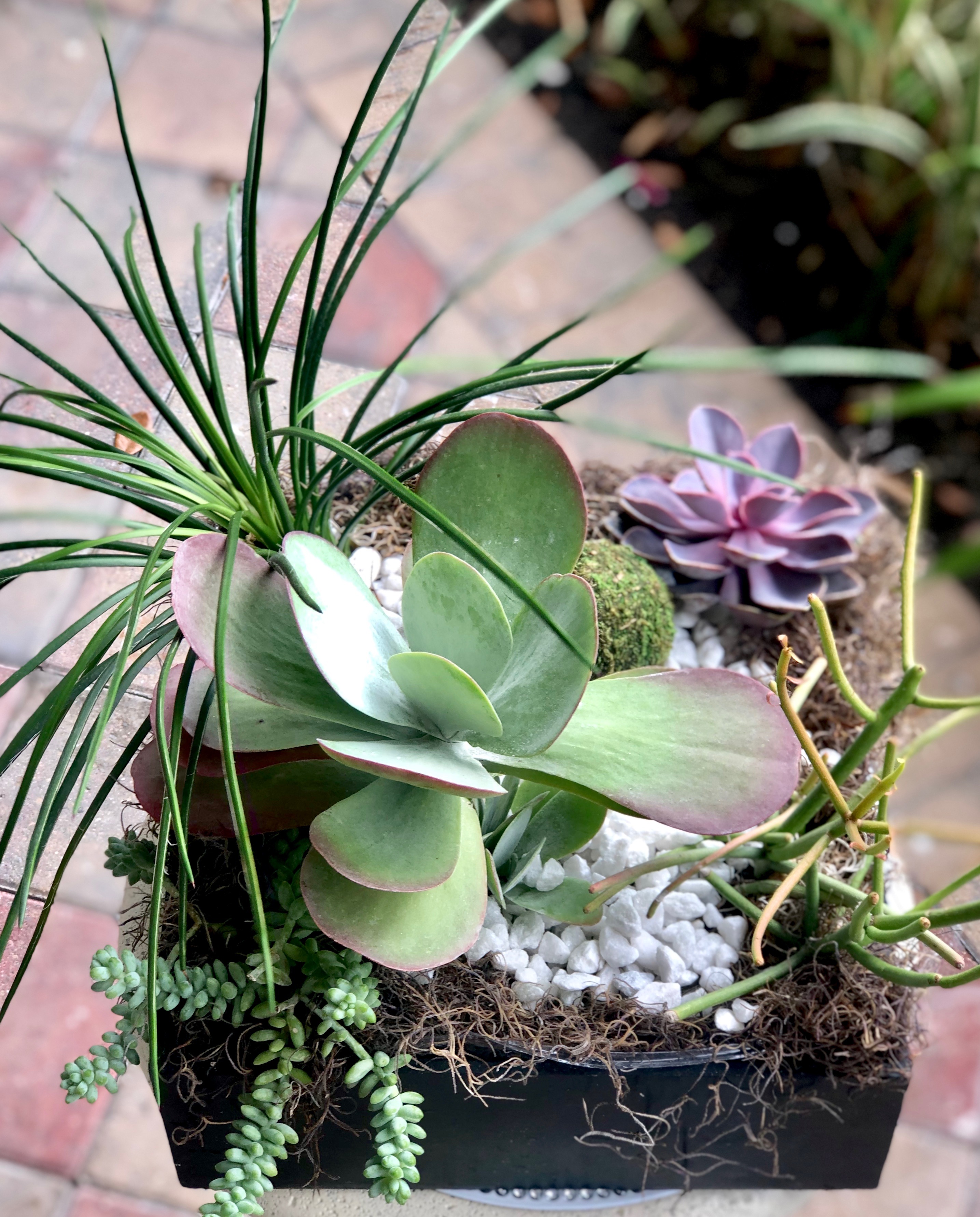 Succulent Collection